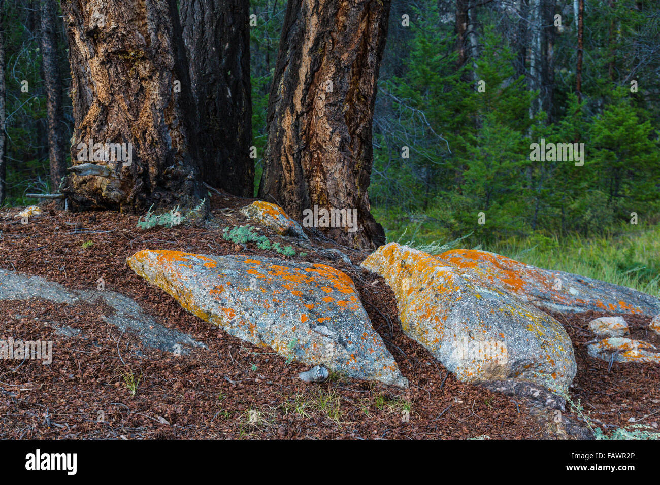 Valley Of Five Lakes, Jasper Nationalpark, Alberta, Canada Stock Photo ...