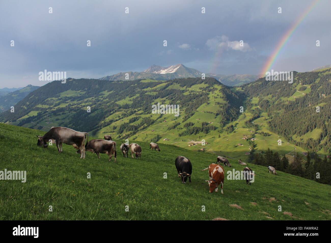 Grazing cows on a alpine meadow in the Swiss Alps Stock Photo - Alamy