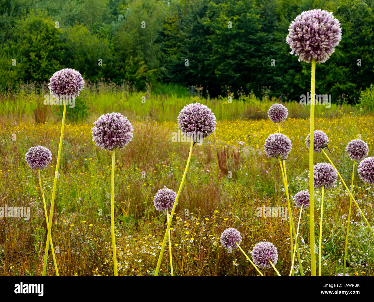 Allium Sativum