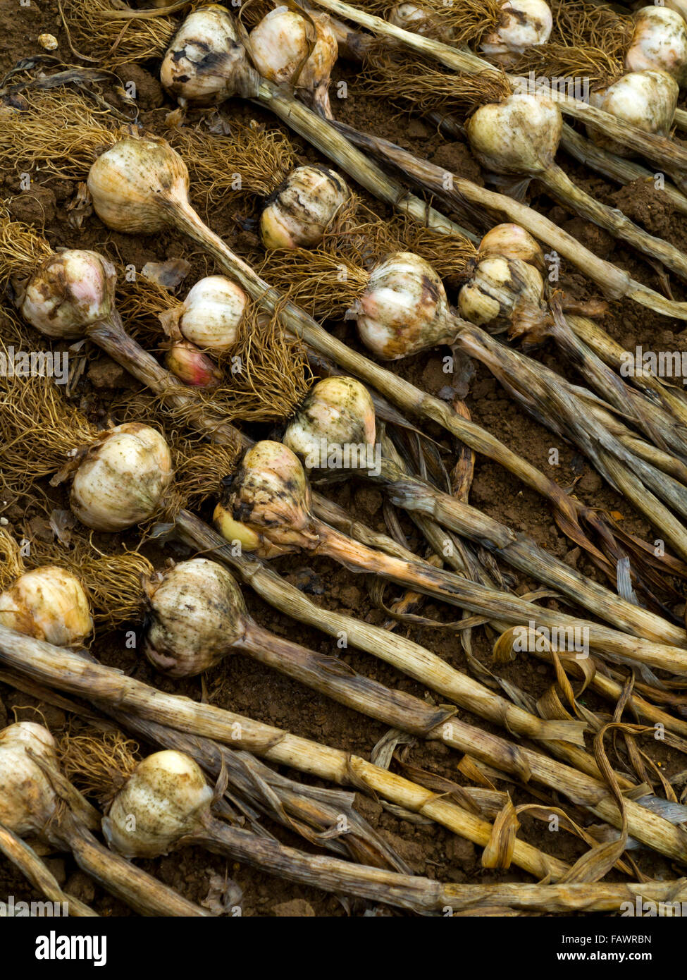 Allium sativum plant plants hi-res stock photography and images - Alamy