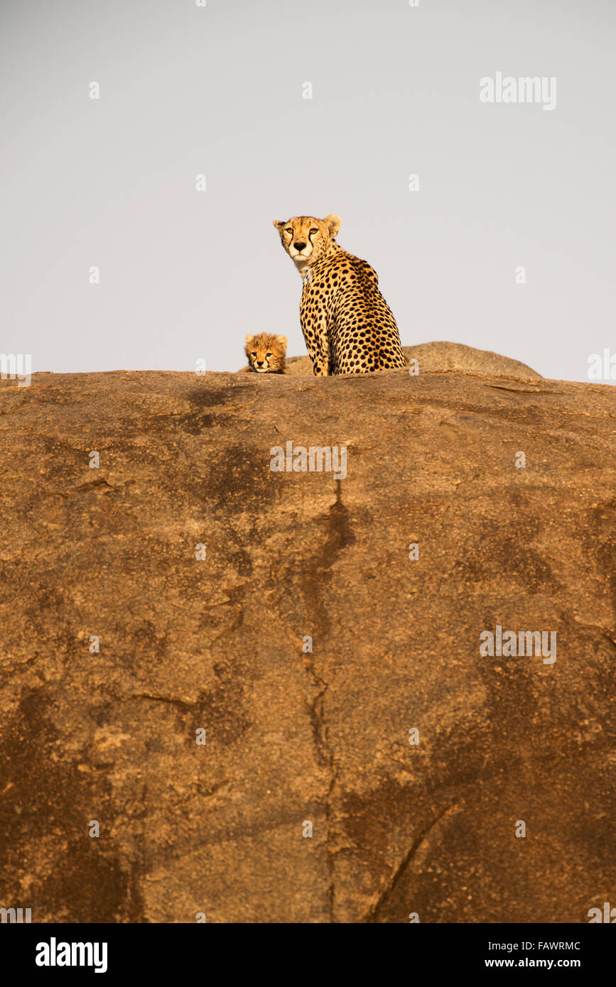 Tanzania safari cheetah rock hi-res stock photography and images - Alamy