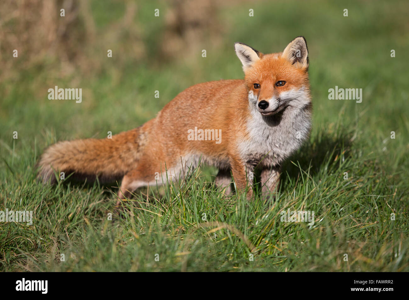 Fox; Vulpes vulpes; Cornwall; UK Stock Photo - Alamy