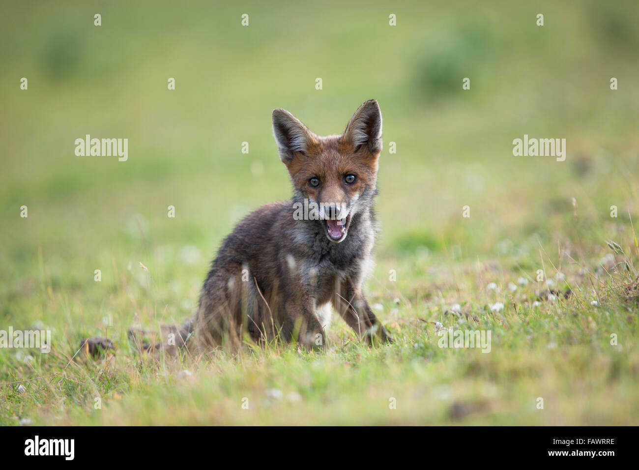 Single cub hi-res stock photography and images - Alamy