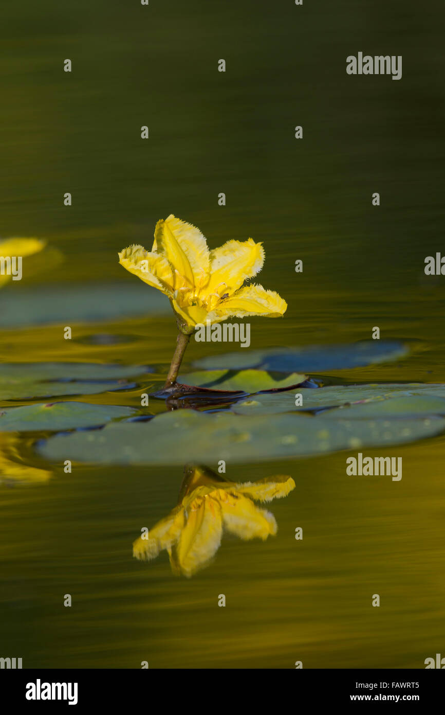 Fringed Water Lily; Nymphoides peltata Yellow Flower; Cornwall; UK ...
