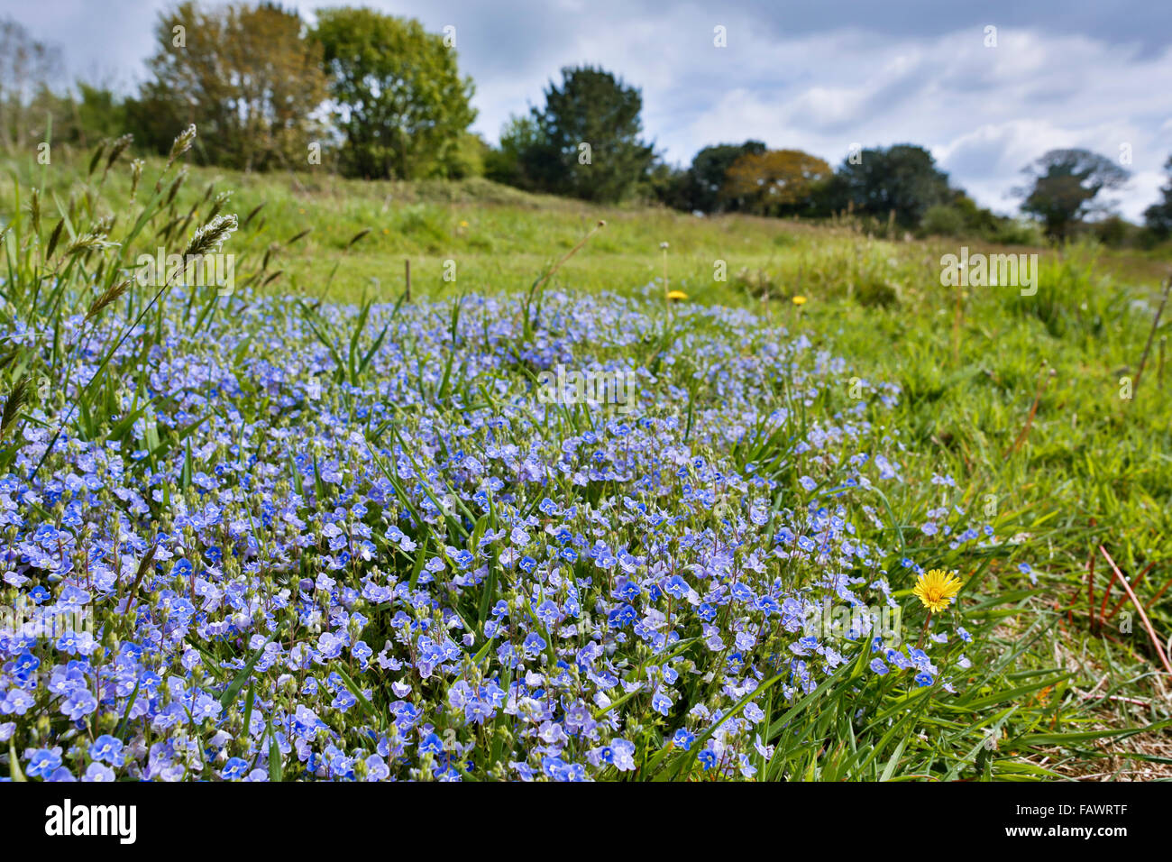 Speedwell flower hi-res stock photography and images - Alamy
