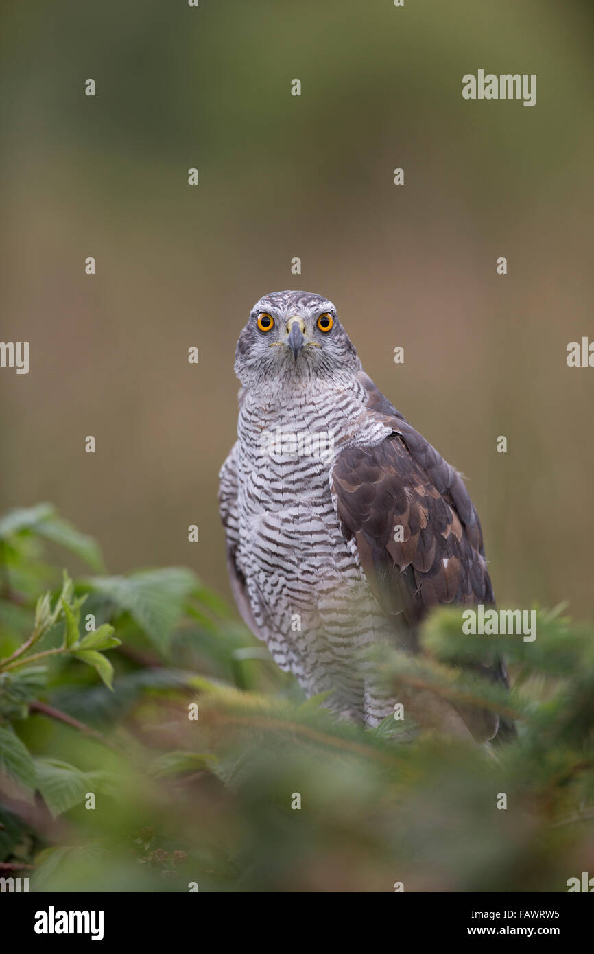 Male goshawk hi-res stock photography and images - Alamy