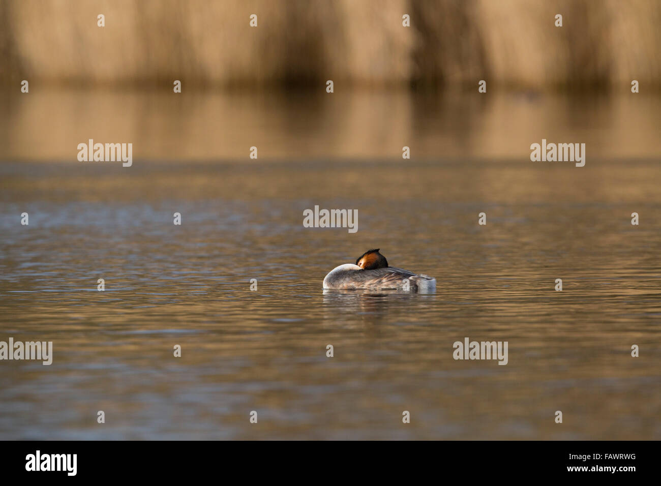 Great Crested Grebe; Podiceps cristatus Single on Water; Cornwall; UK ...