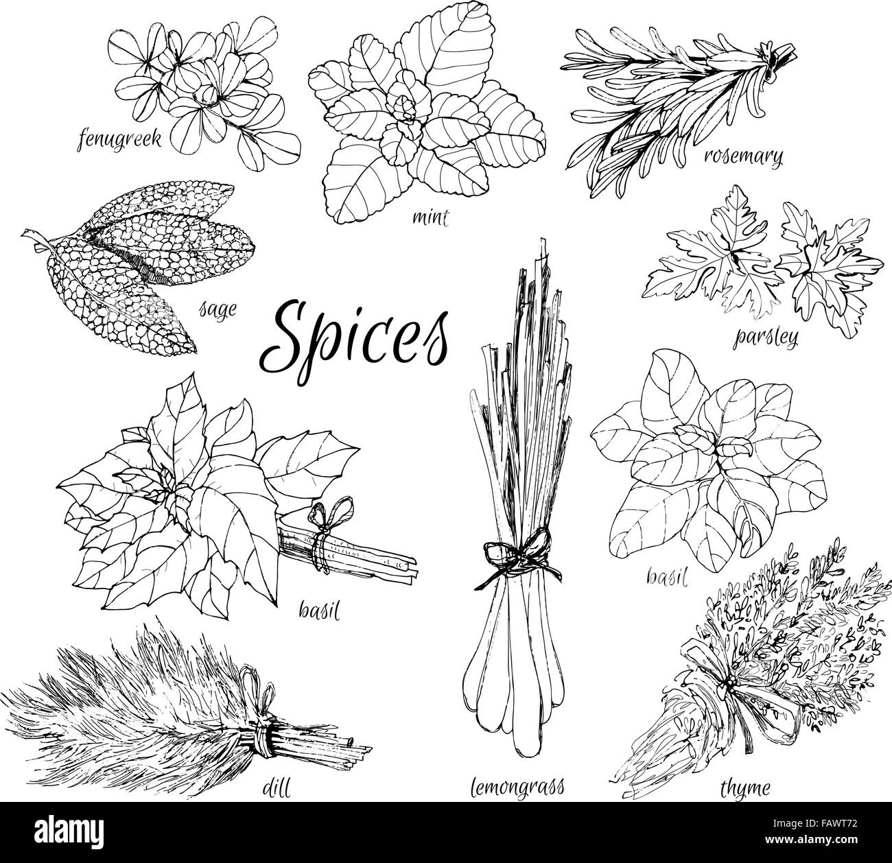 Herbs dill Black and White Stock Photos & Images - Alamy