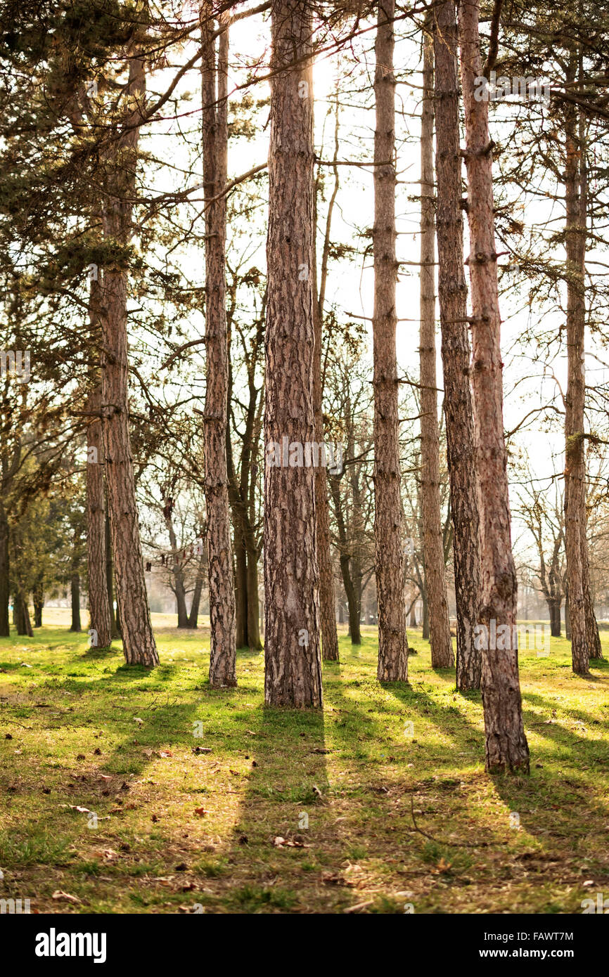 Sunny pine tree forest Stock Photo - Alamy