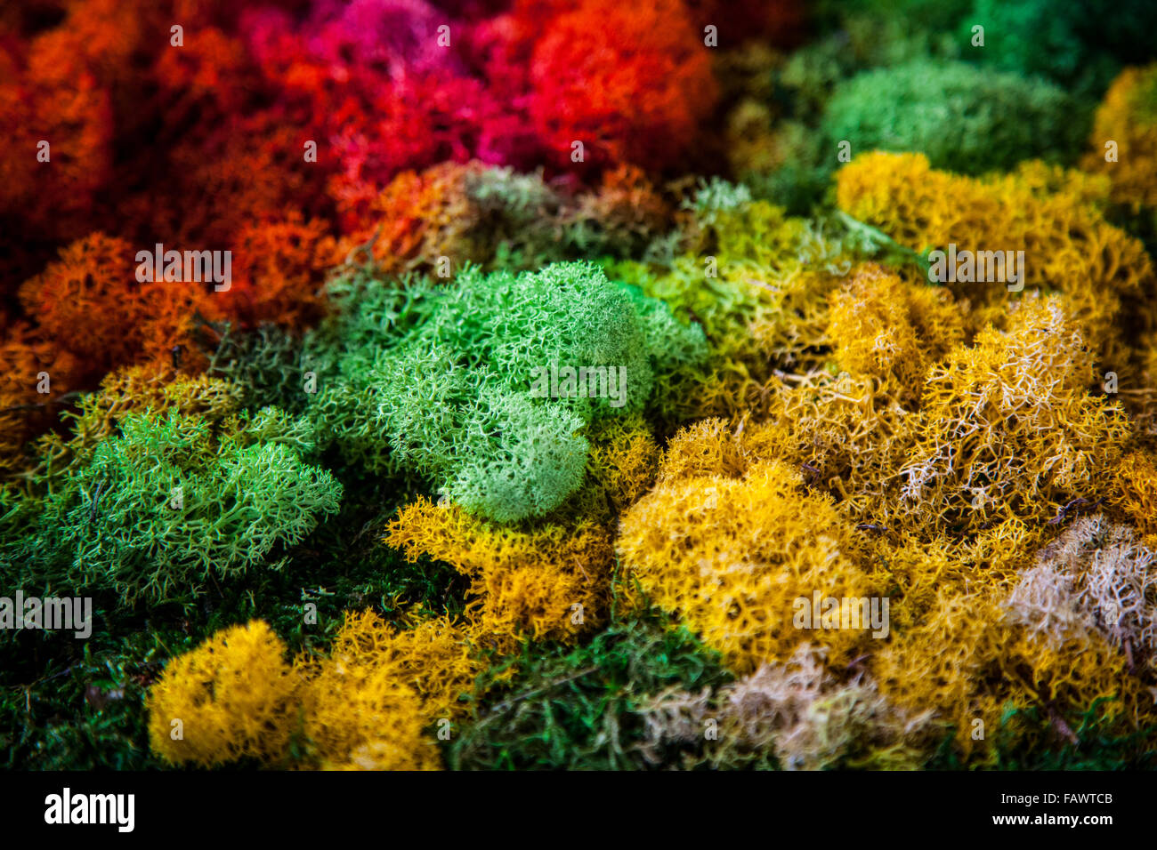 Strange multi color plants Stock Photo - Alamy