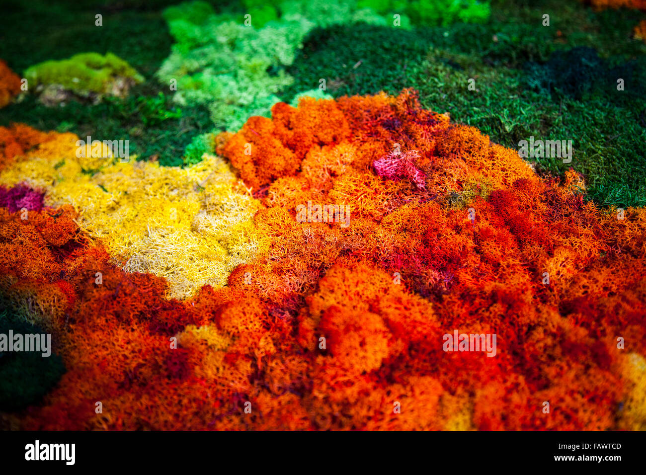 Strange multi color plants Stock Photo - Alamy