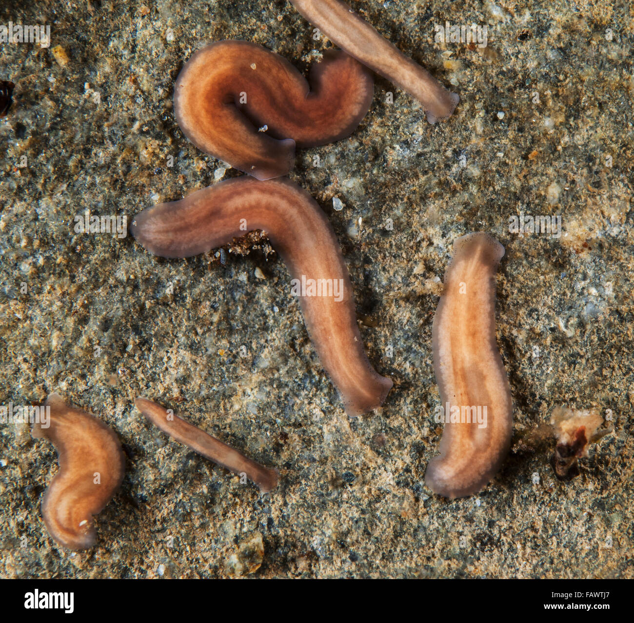 Planarian hi-res stock photography and images - Alamy