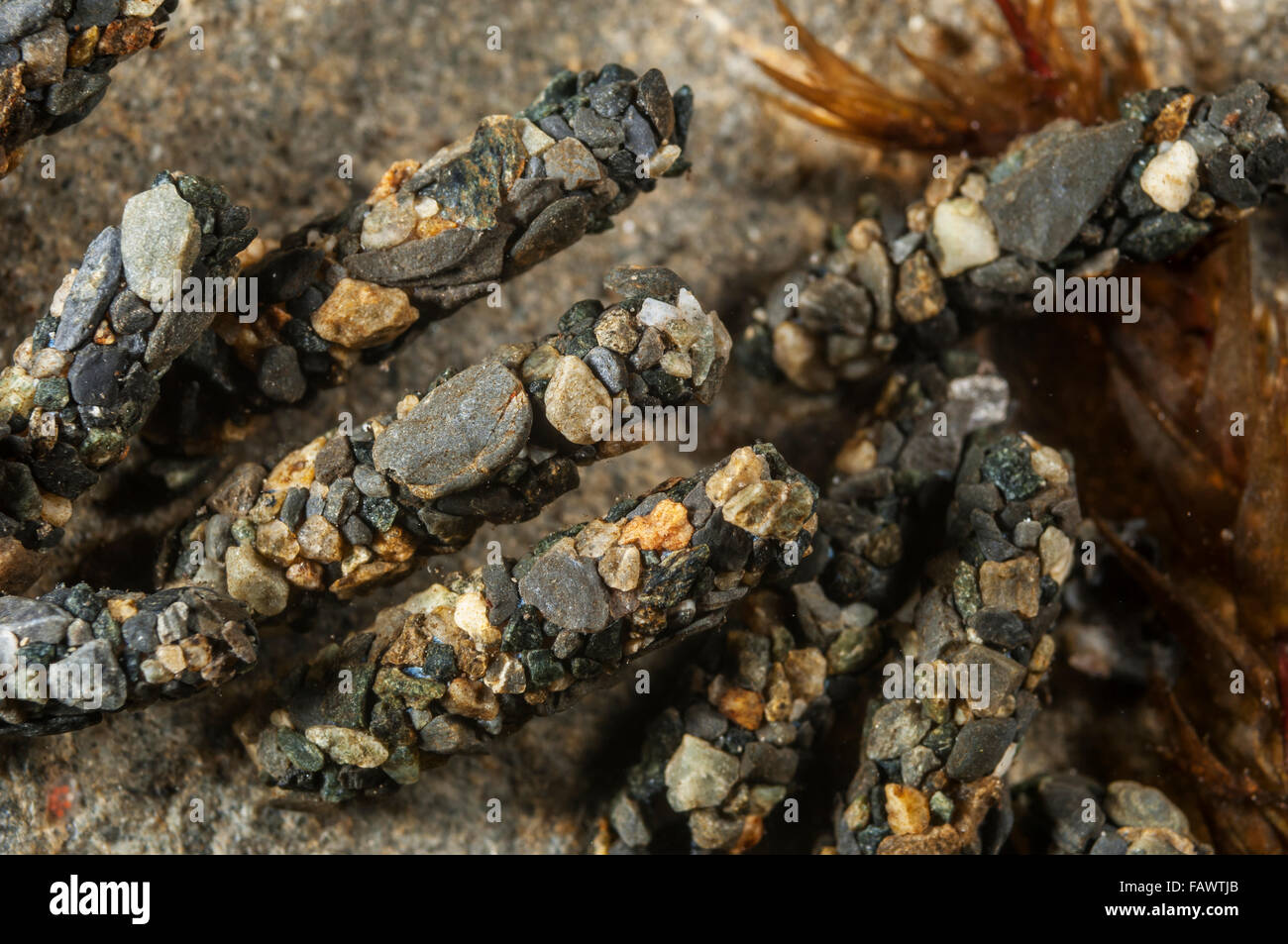 Trichoptera Larvae Casing