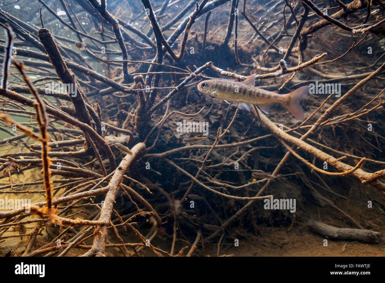Coho salmon fry hi-res stock photography and images - Alamy
