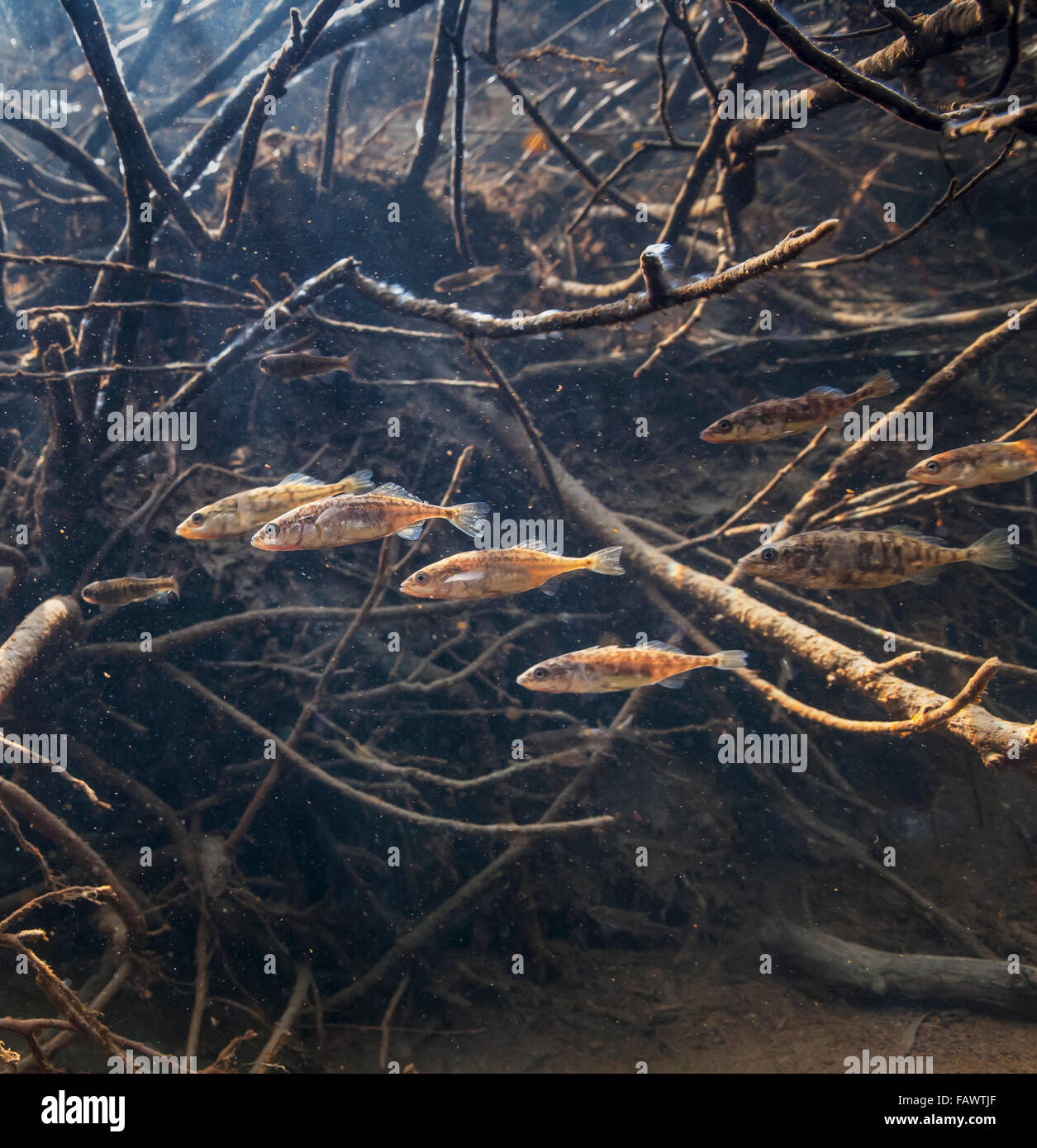 Three-Spine Stickleback (Gasterosteus Aculeatus) And A Coho Salmon ...