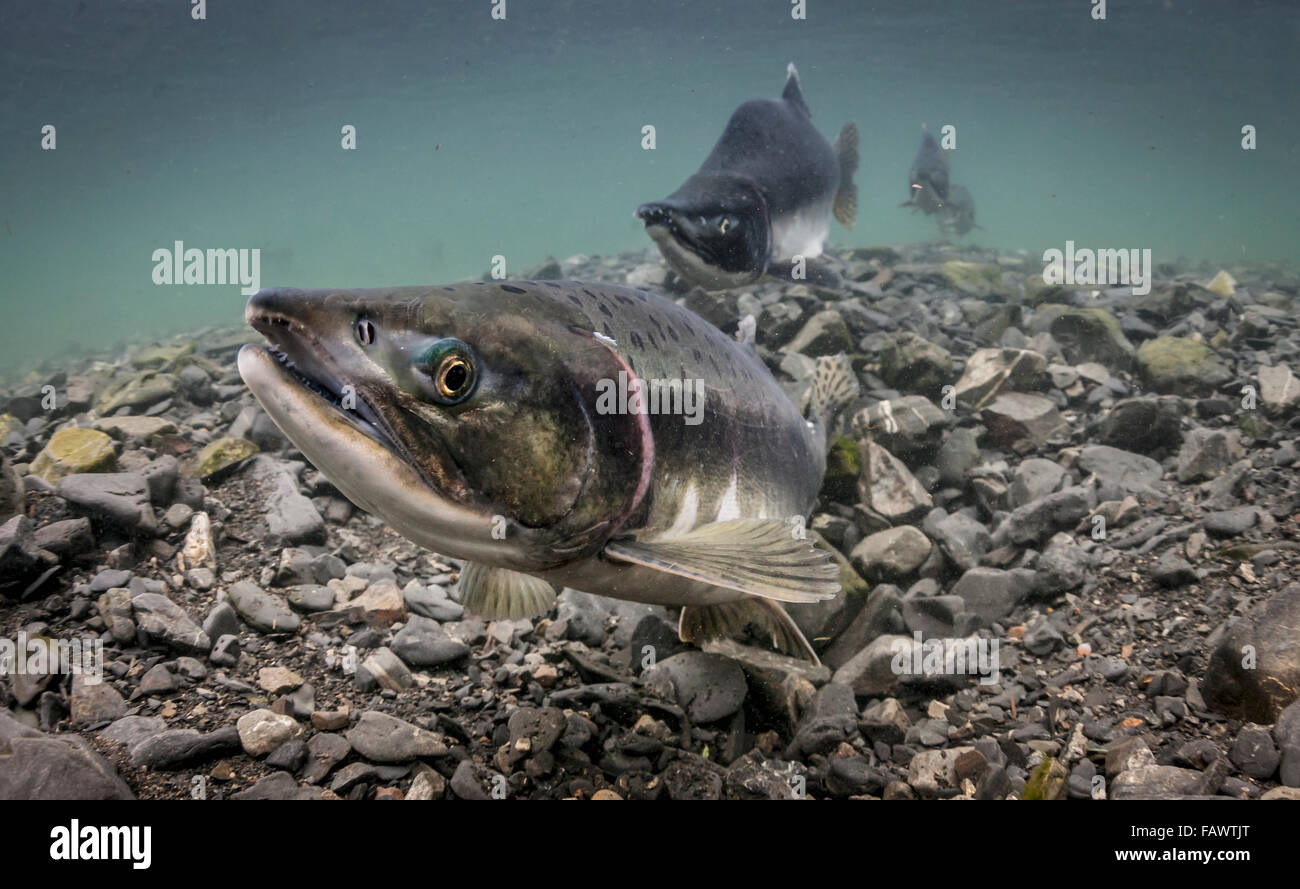 Pink humpback salmon oncorhynchus gorbuscha hi-res stock photography ...