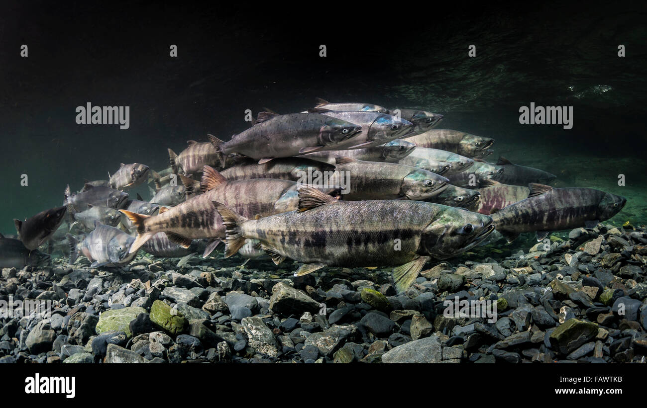 O gorbuscha hi-res stock photography and images - Alamy