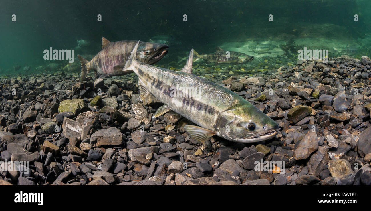 Female Chum Salmon (Oncorhynchus keta) sniffing the water where she is ...