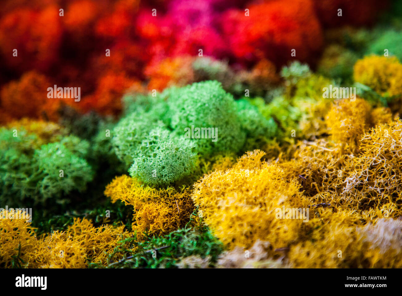 Strange multi color plants Stock Photo - Alamy