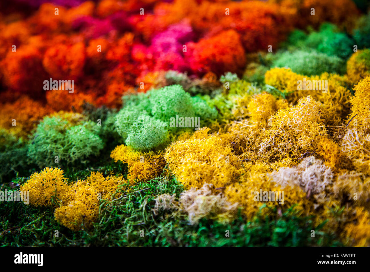Strange multi color plants Stock Photo - Alamy