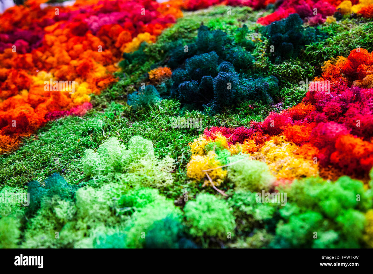 Strange multi color plants Stock Photo - Alamy