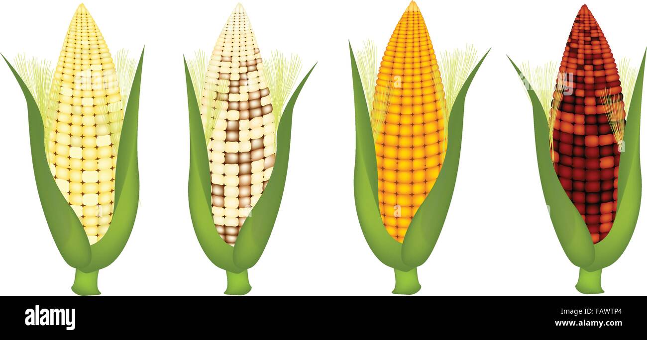 Four Different Colors of Fresh Corns with Green Husk and Golden Silk ...