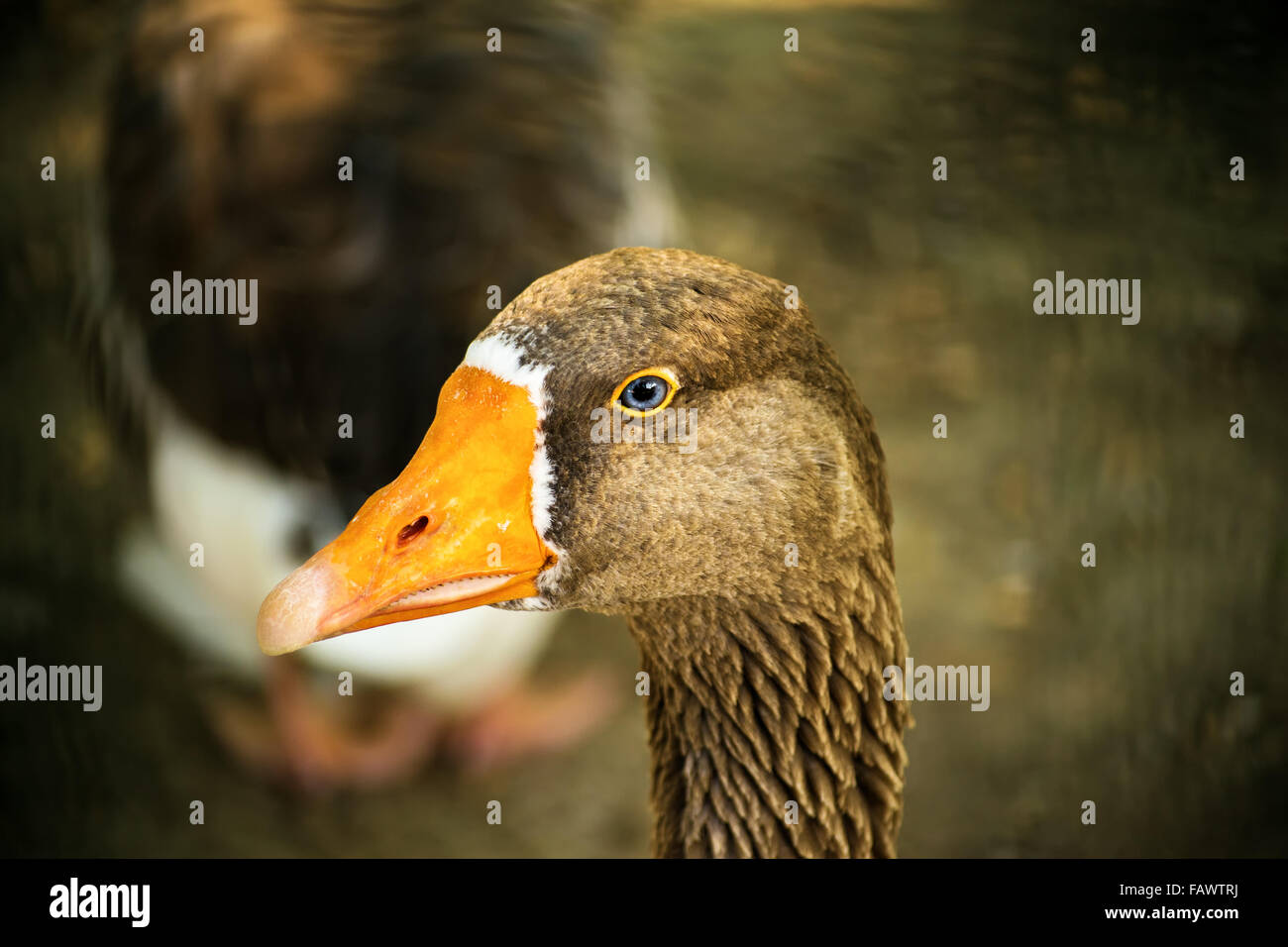 Close up shot of a duck's head Stock Photo: 92766678 - Alamy