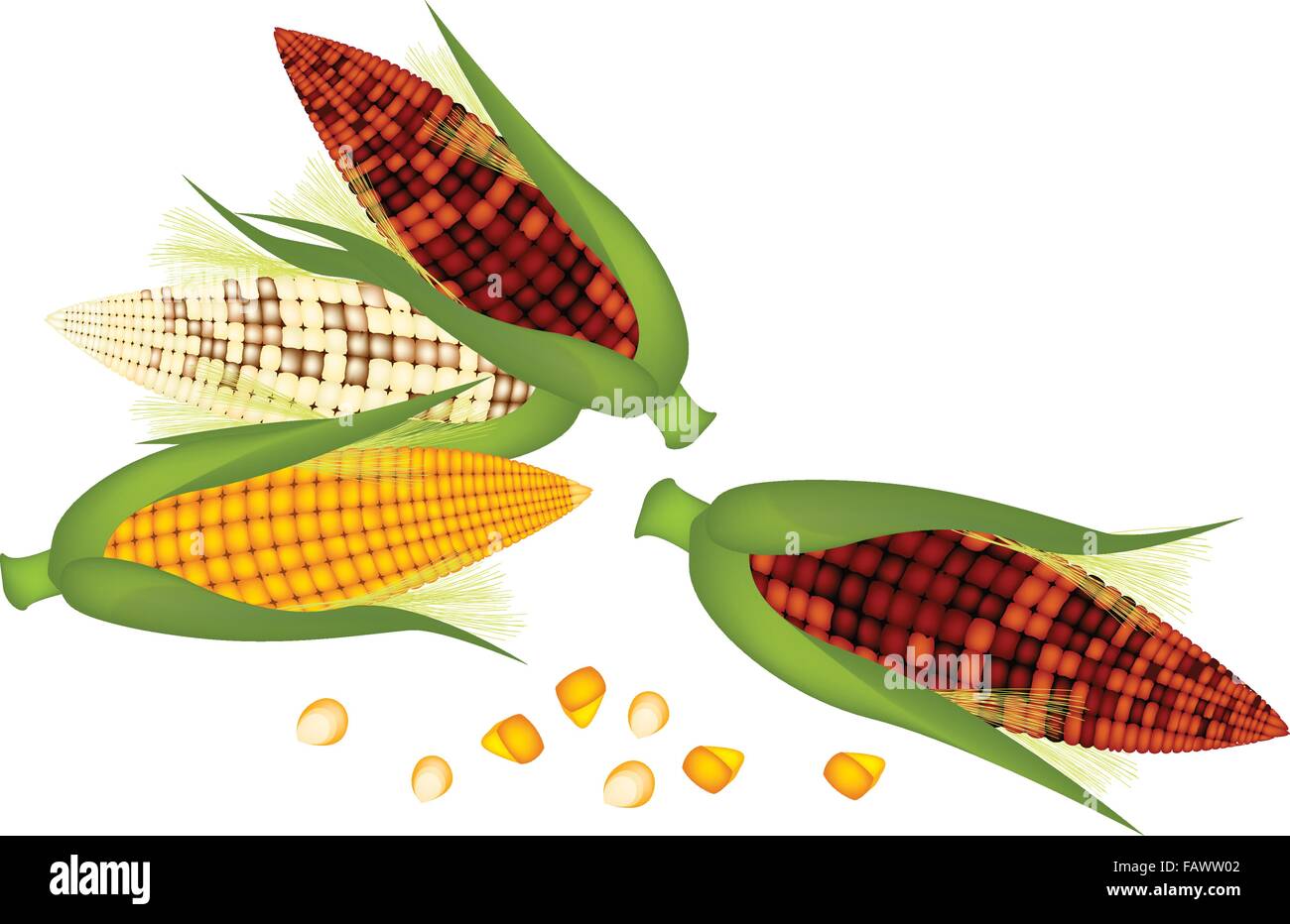 Three Different Colors of Fresh Sweet Corns and Green Husk with Grains ...