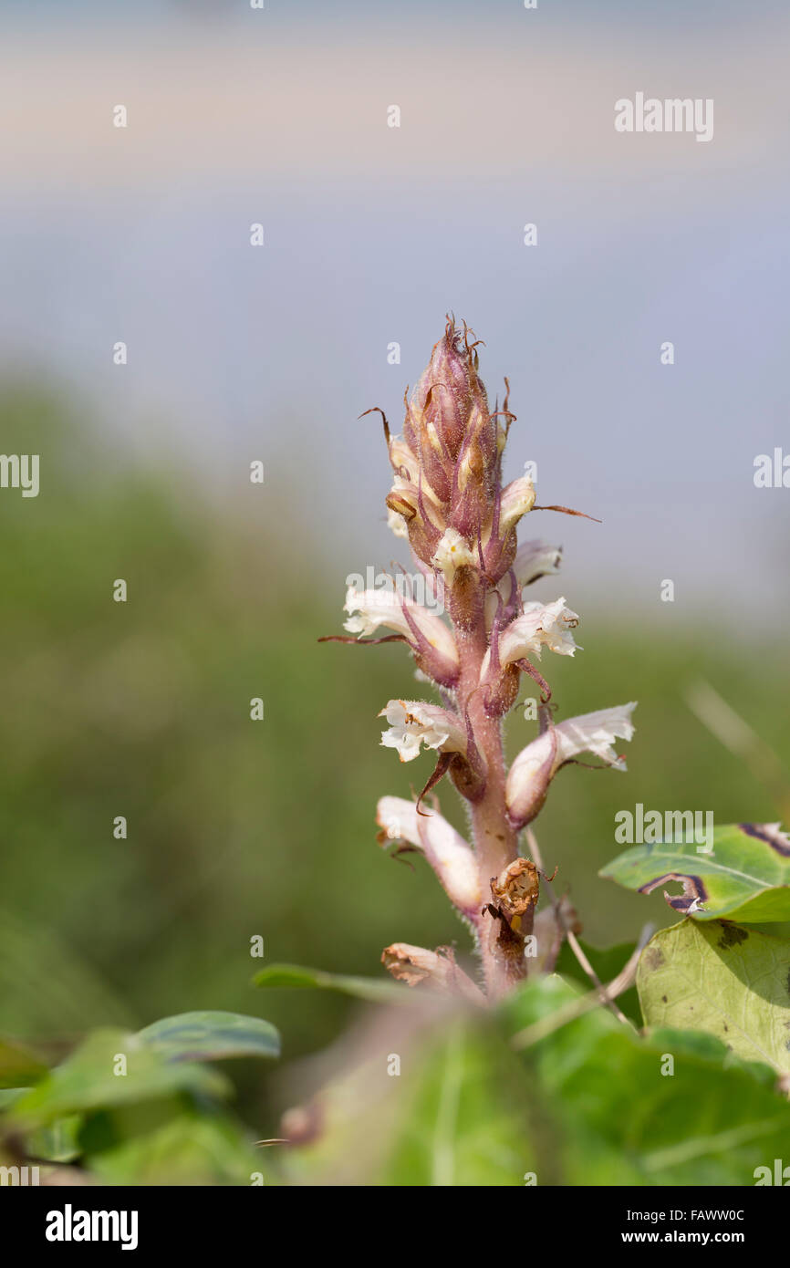 Broomrape hi-res stock photography and images - Alamy