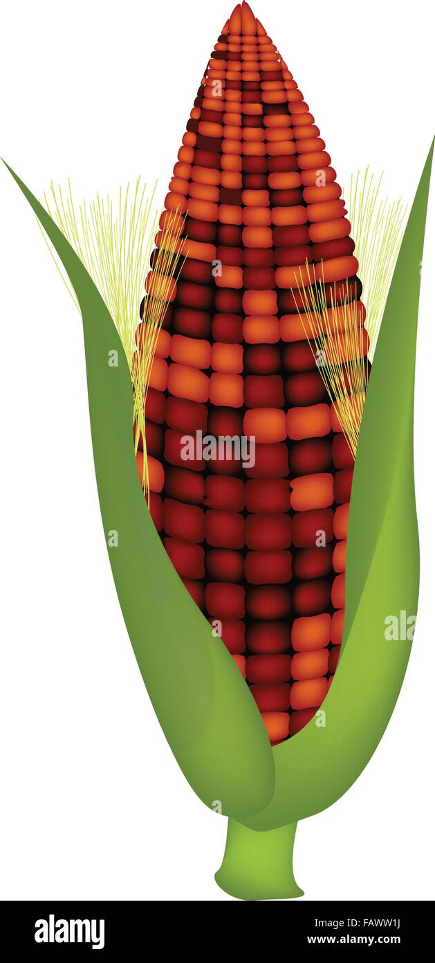 Purple corn on the cob Stock Vector Images - Alamy