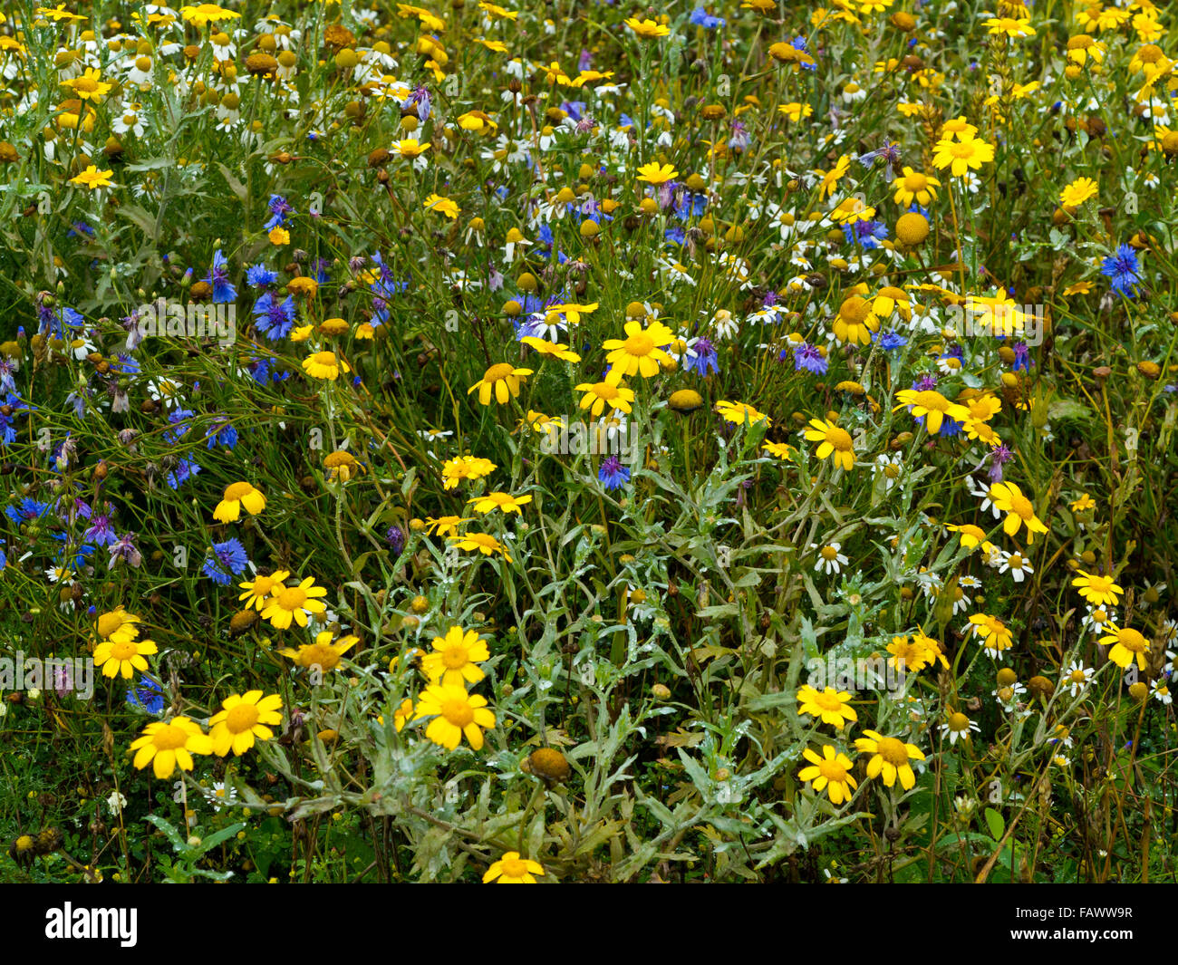 Close up view of wild flowers growing in summer in a natural meadow ...