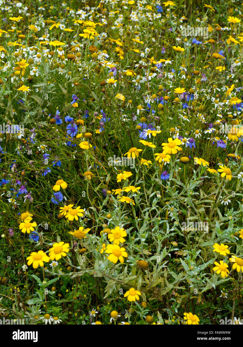 Close up view of wild flowers growing in summer in a natural meadow ...