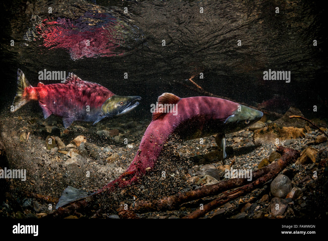 Female Sockeye Salmon (Oncorhynchus nerka) digging her redd in an ...