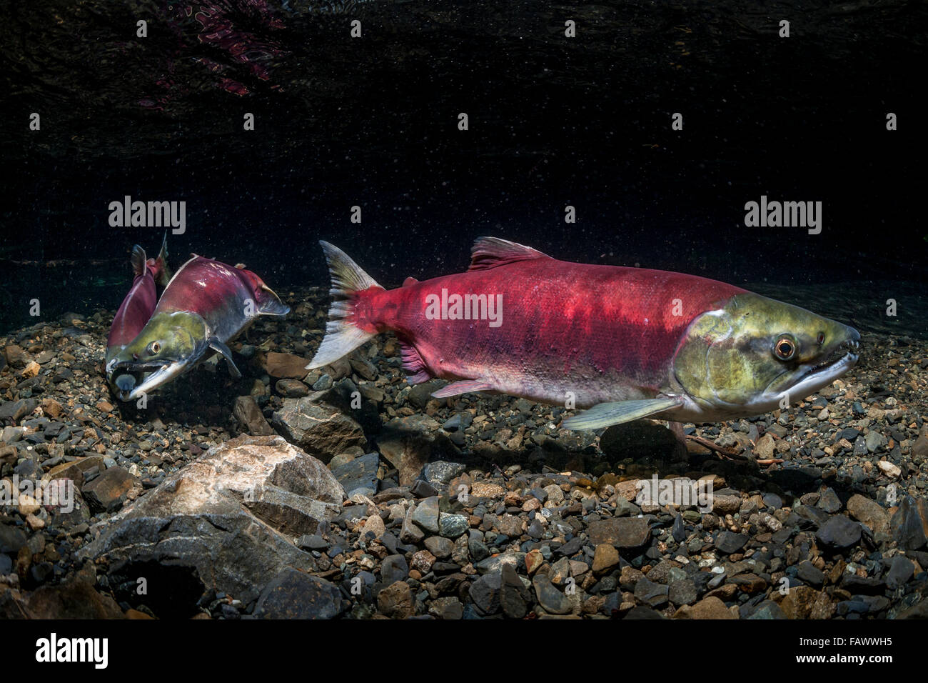 A female Sockeye Salmon (Oncorhynchus nerka) is positioned over her ...