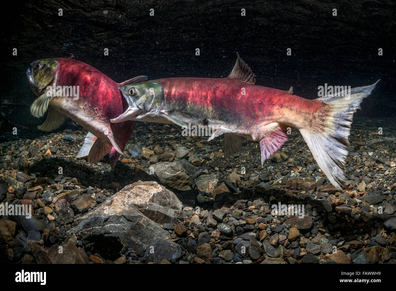 A female Sockeye Salmon (Oncorhynchus nerka) attacks another female ...