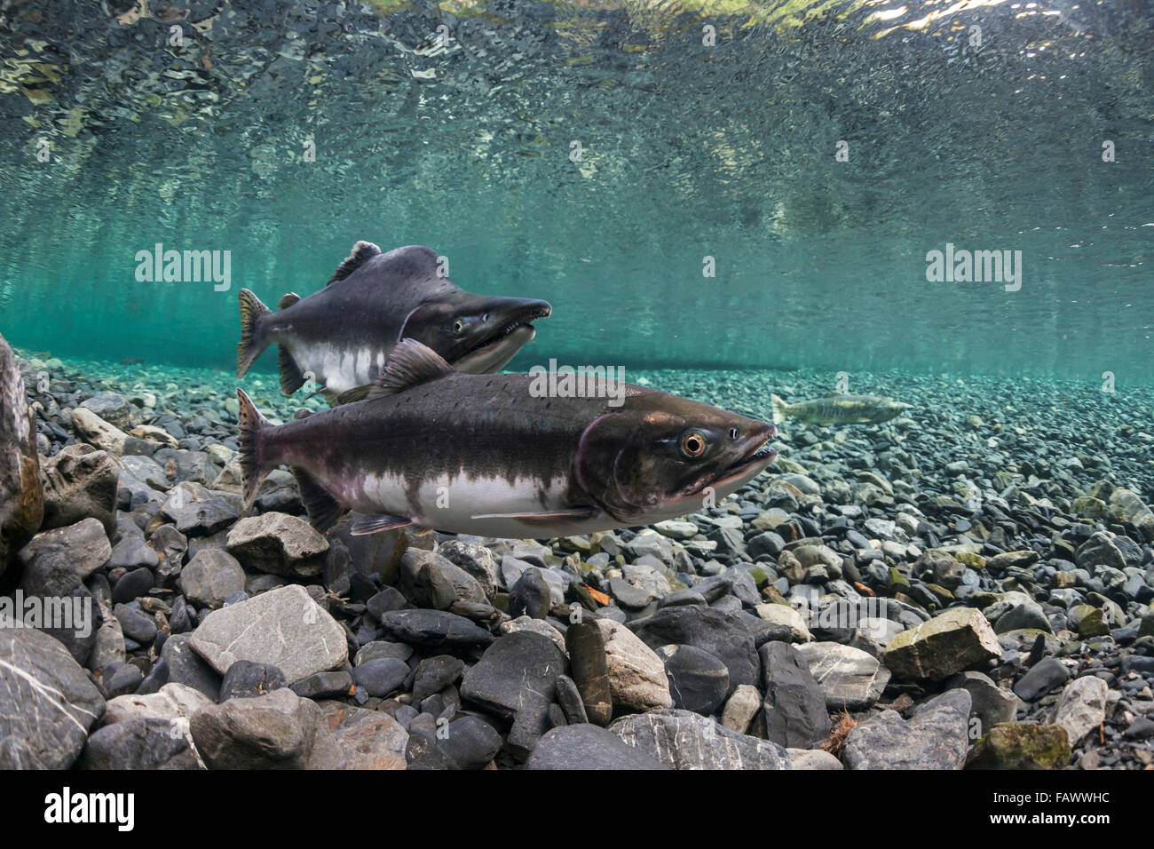 Pink humpback salmon oncorhynchus gorbuscha hi-res stock photography ...