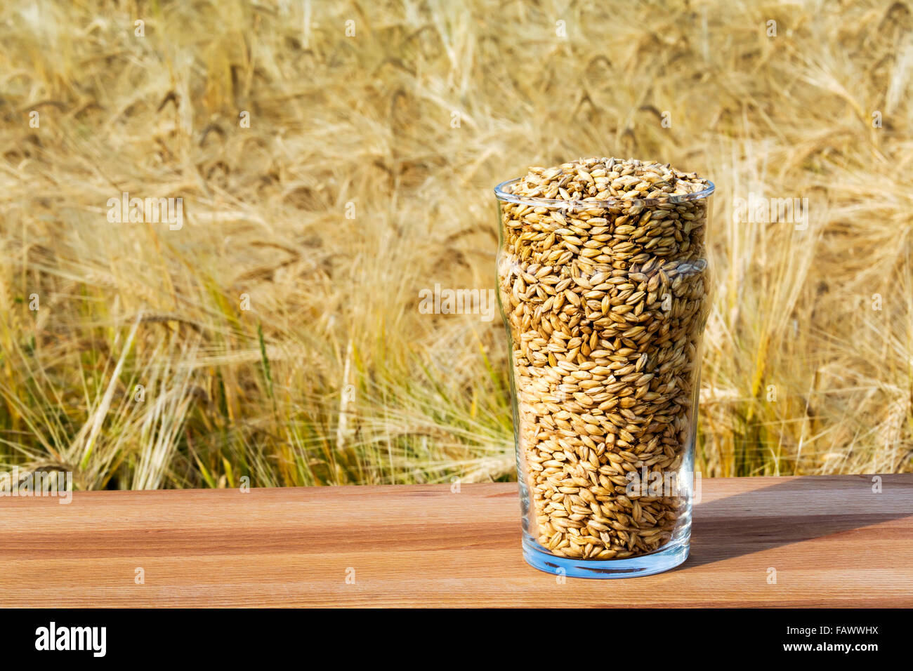 Beer barley grain hi-res stock photography and images - Alamy