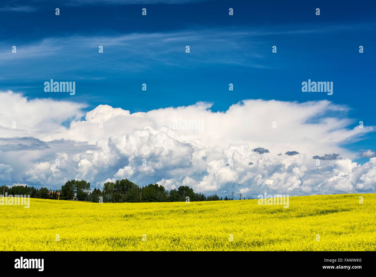 Flowering canola field with large thunder storm clouds and blue sky ...