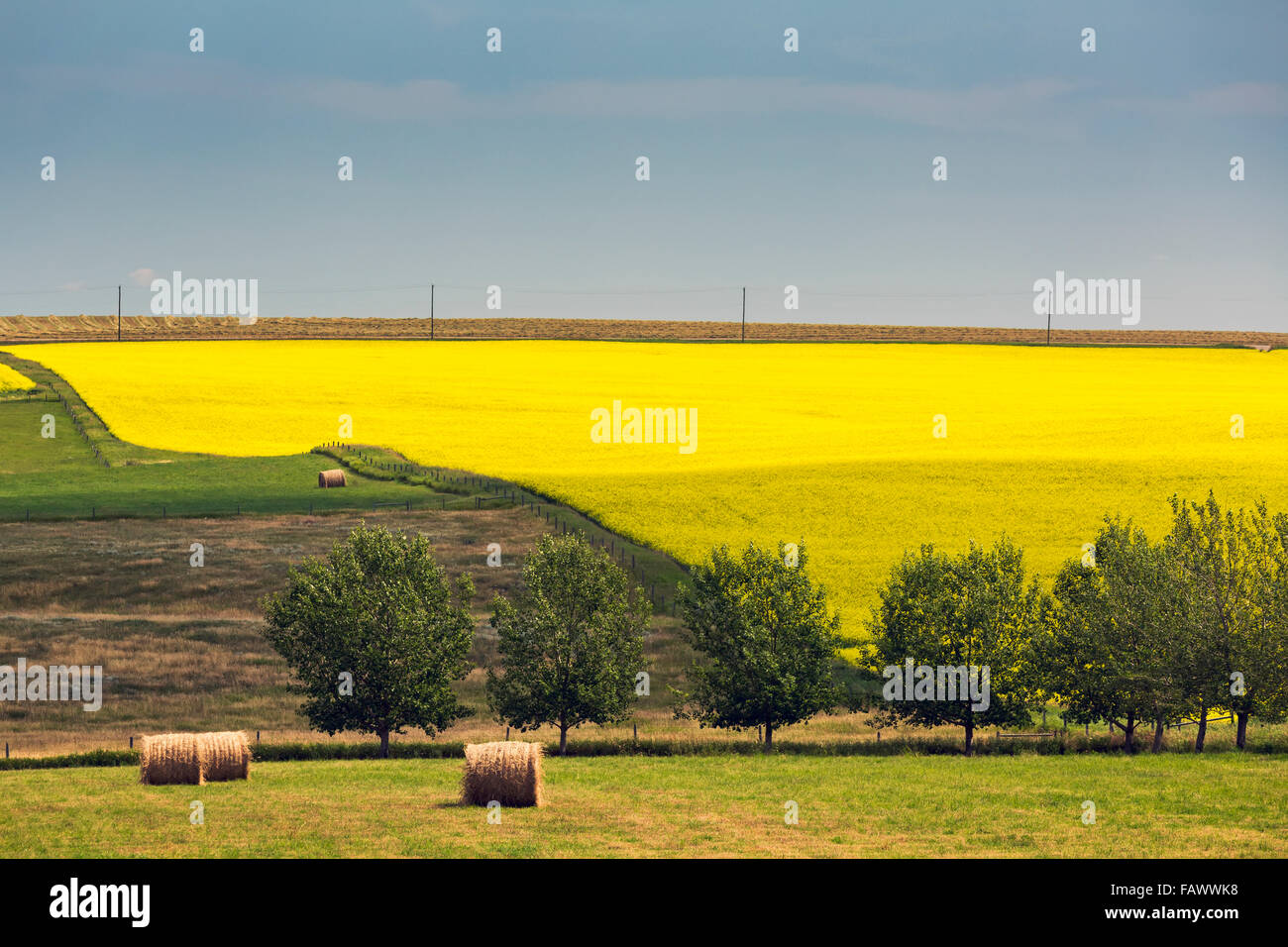 Rolling flowering canola field with round hay bales in a green field ...
