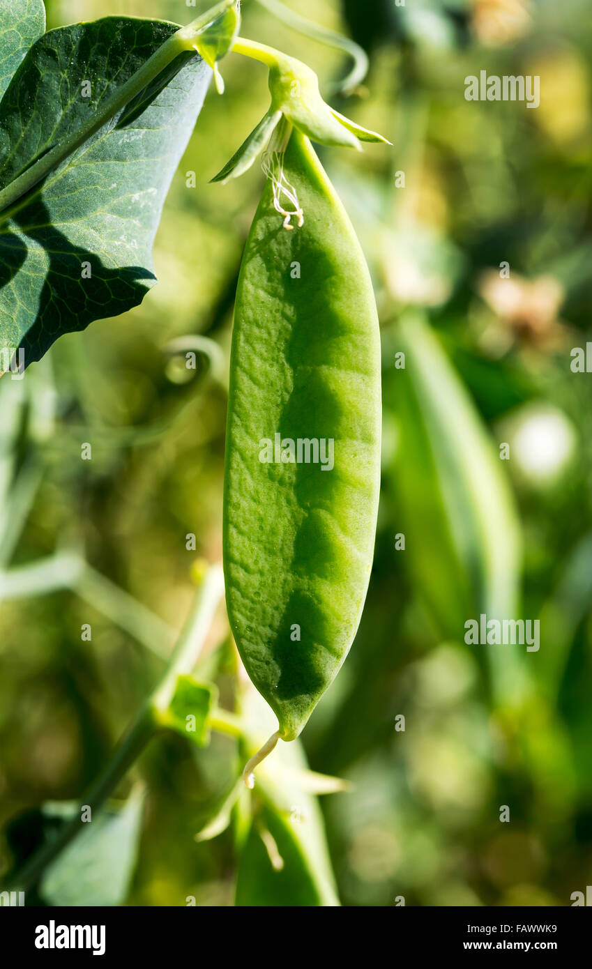 Garden pea pisum sativum ripe hi-res stock photography and images - Alamy