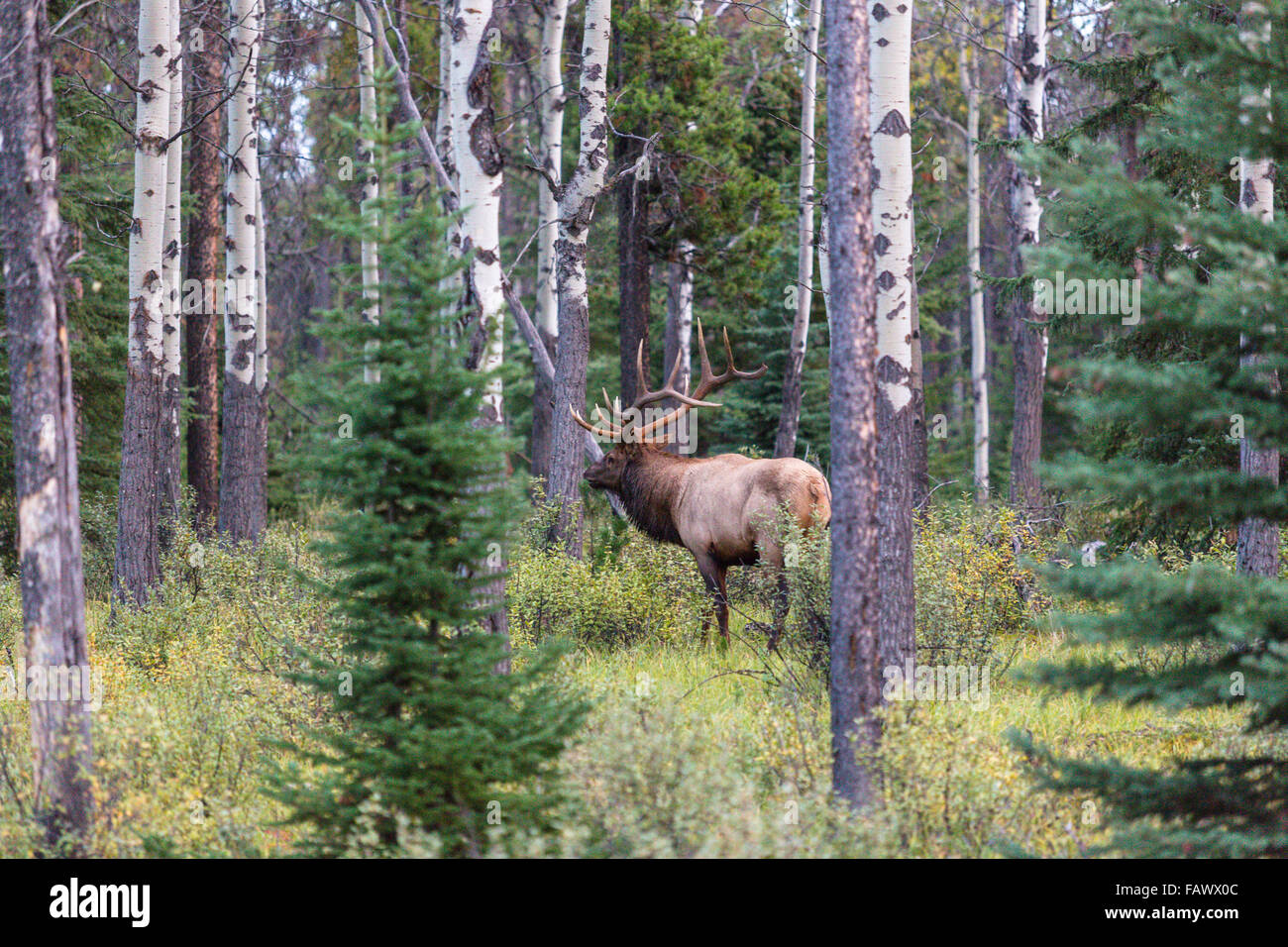 Wapiti deer hi-res stock photography and images - Alamy
