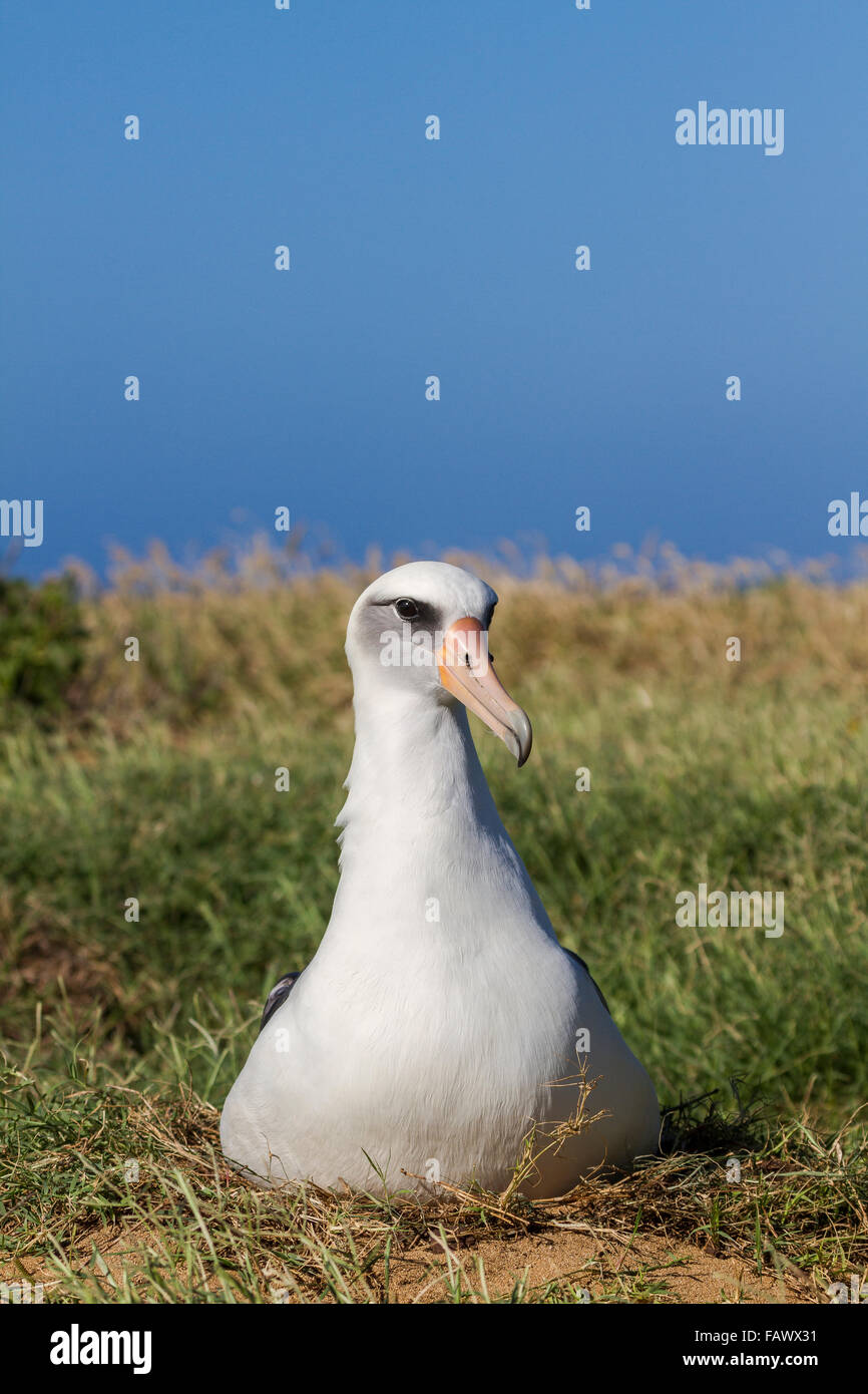 Wisdom albatross hi-res stock photography and images - Alamy