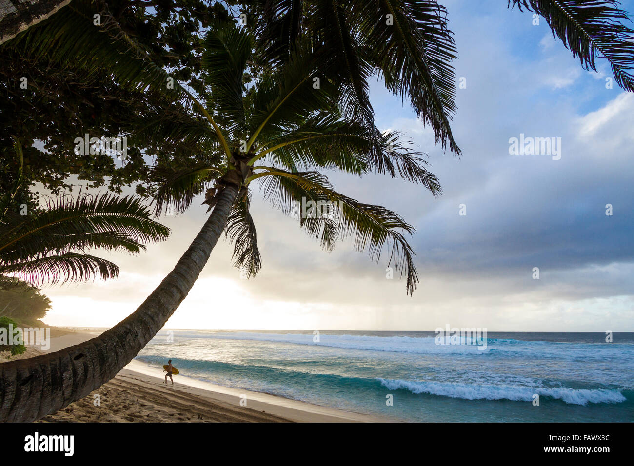 Surf palm tree hi-res stock photography and images - Alamy