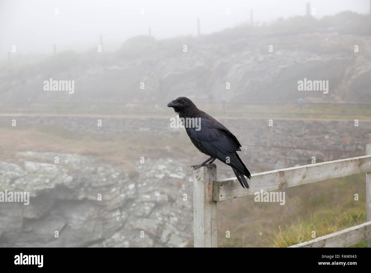 Raven fence hi-res stock photography and images - Alamy