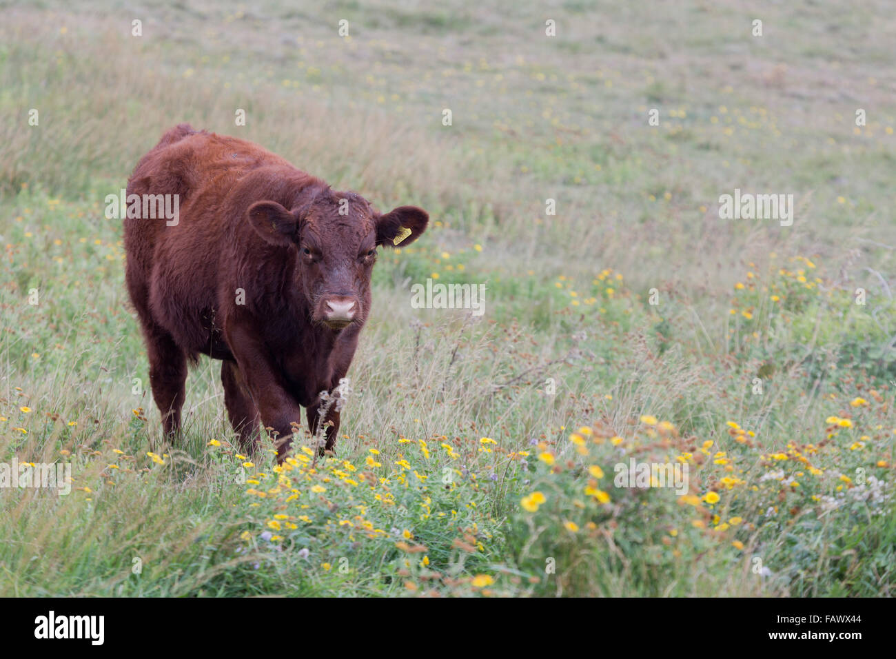 Red Devon Cattle; Cornwall; UK Stock Photo - Alamy