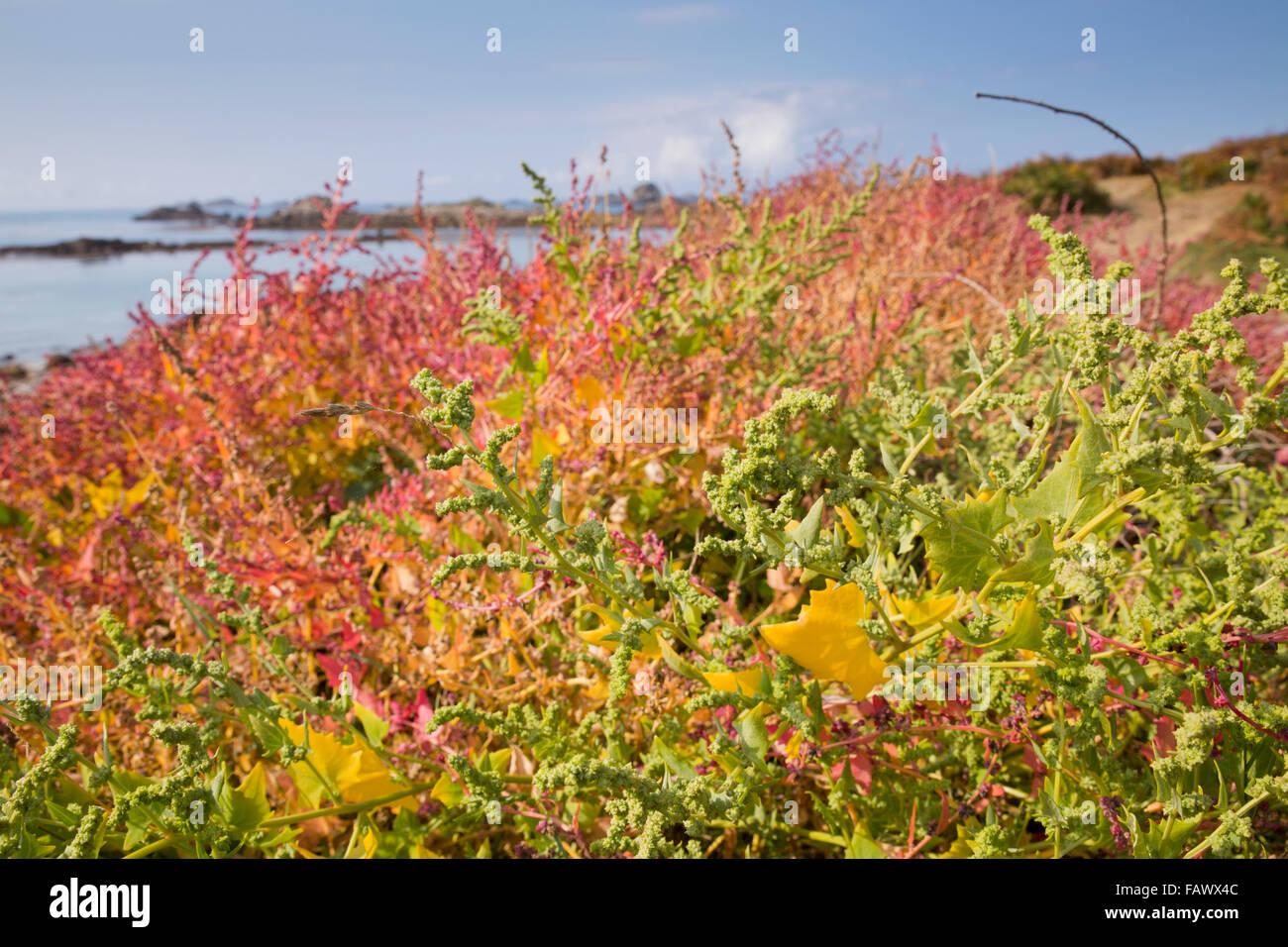 Goosefoot hi-res stock photography and images - Alamy