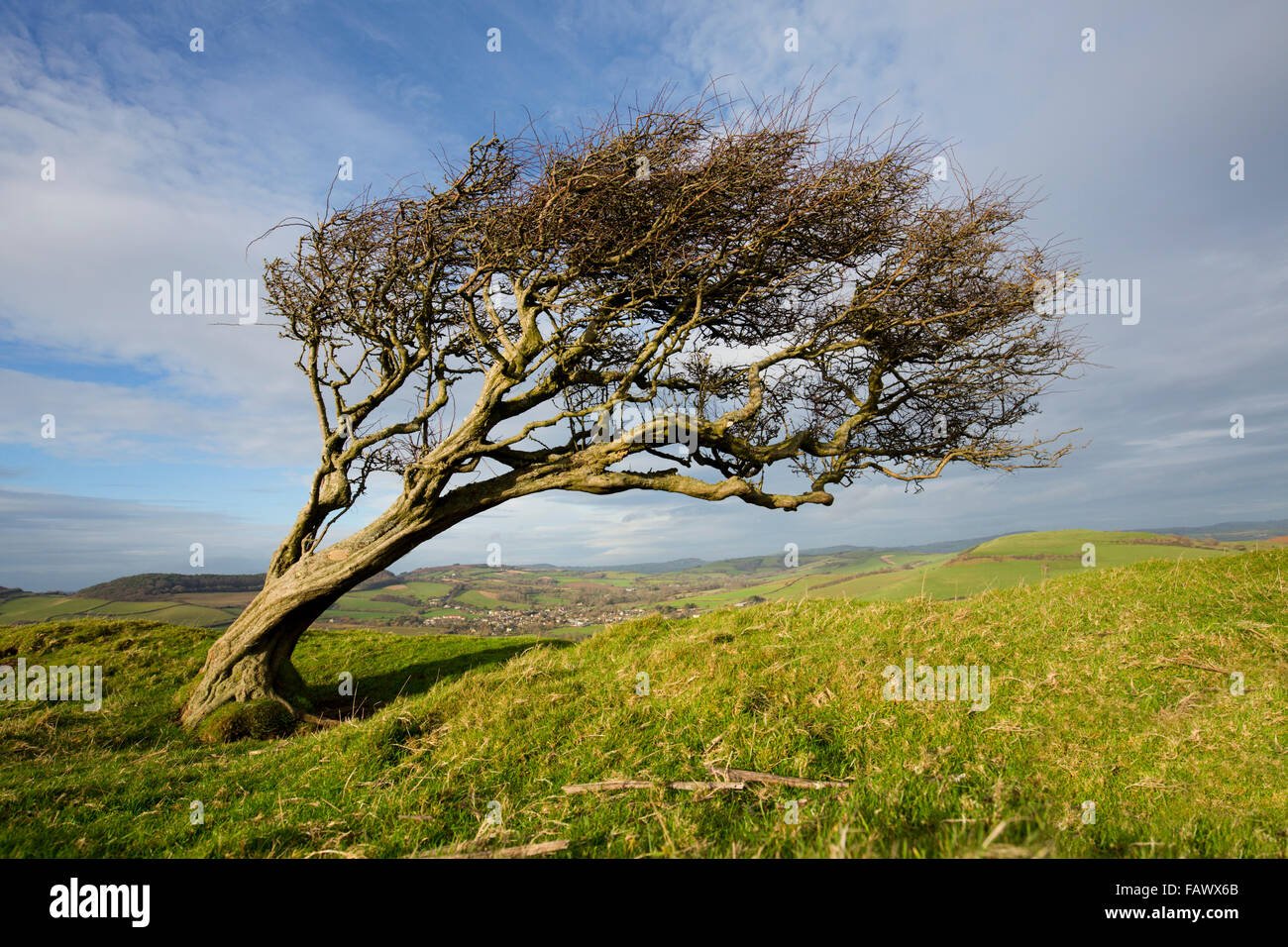 Wind blown tree hi-res stock photography and images - Alamy