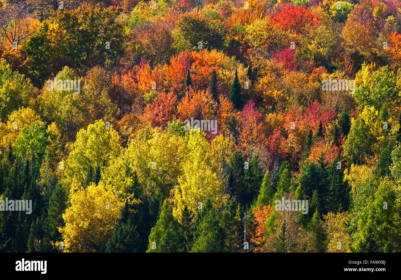 Deciduous forest in full autumn colours hi-res stock photography and ...
