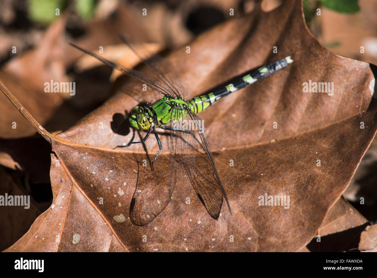 Dragonfly shadow hi-res stock photography and images - Alamy