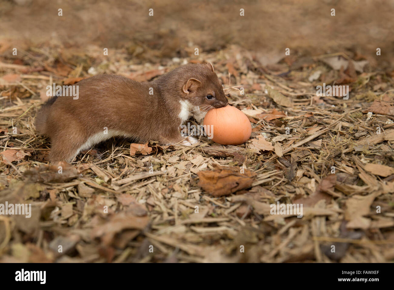 Stoat; Mustela erminea Single Captive Rolling an Egg Cornwall; UK Stock ...